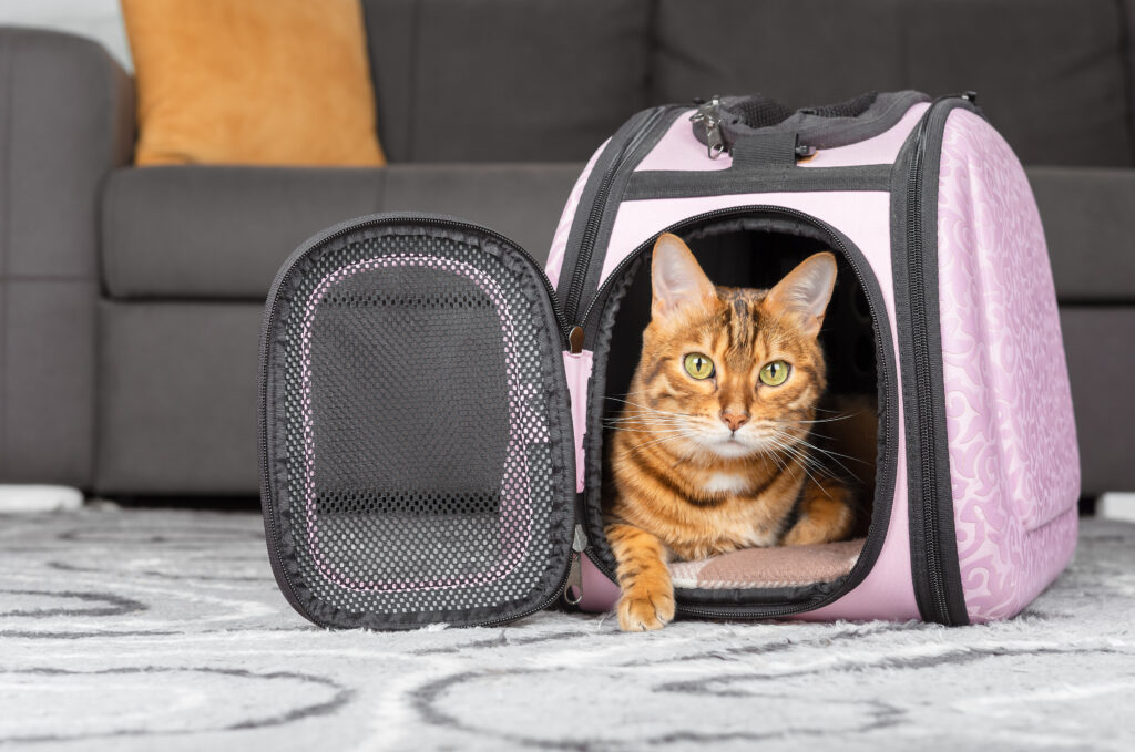 How to Train Your Cat to Love Their Carrier - Ontario SPCA