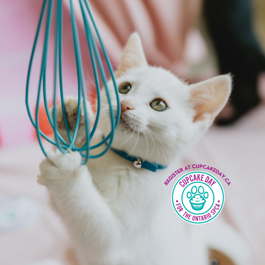 Muskoka Animal Centre - Ontario SPCA