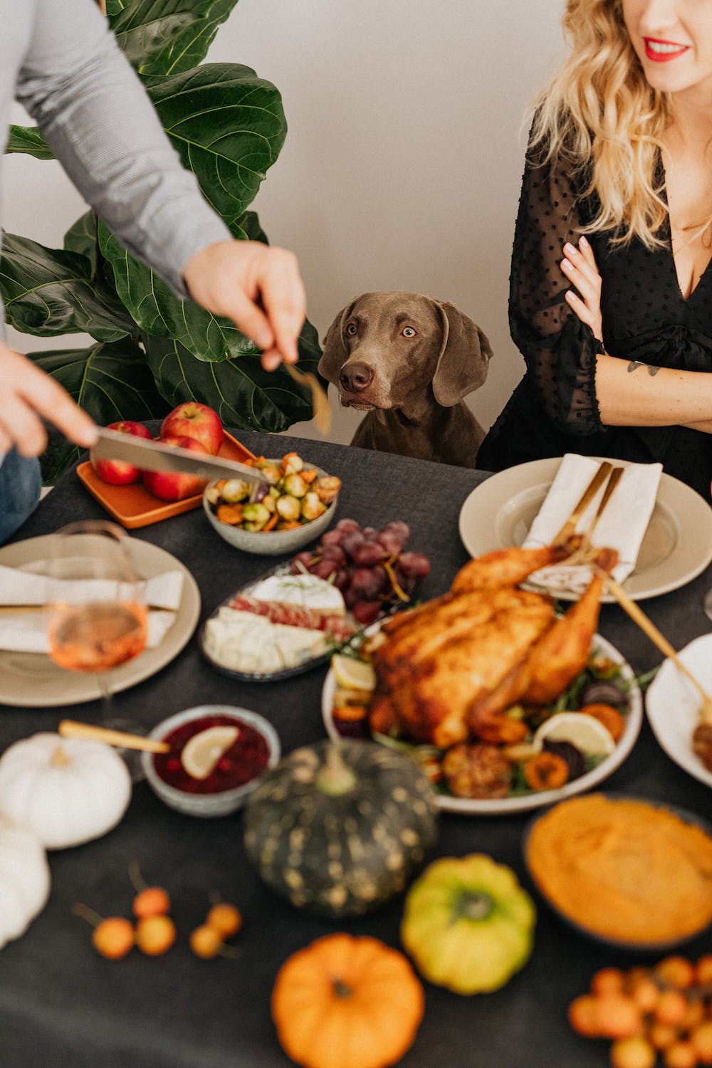 Celebrate Thanksgiving with your furry friends - Ontario SPCA