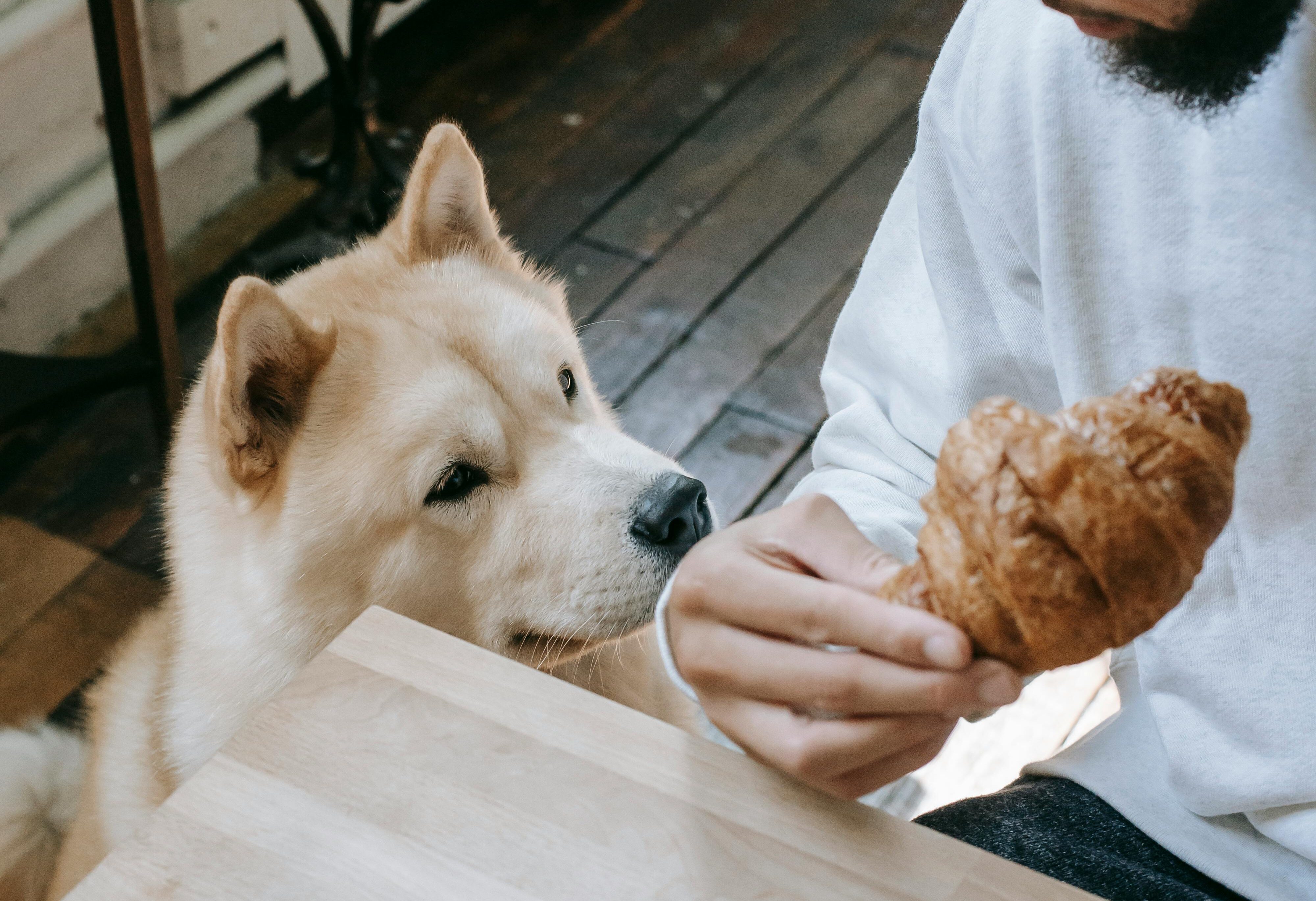 How to stop your dog from eating from the table - Ontario SPCA
