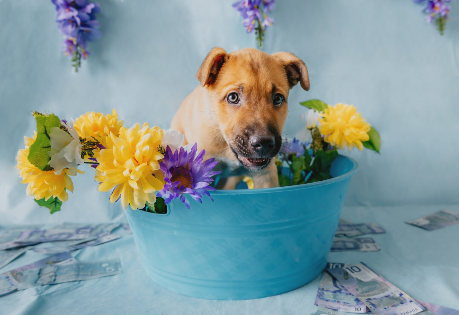York Region Animal Centre - Ontario SPCA
