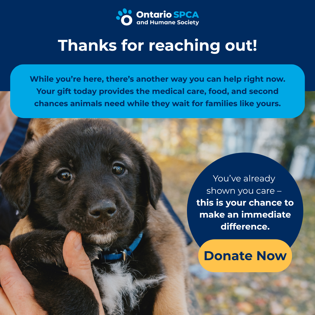 What is the 'Fear Free®' program all about? - Ontario SPCA