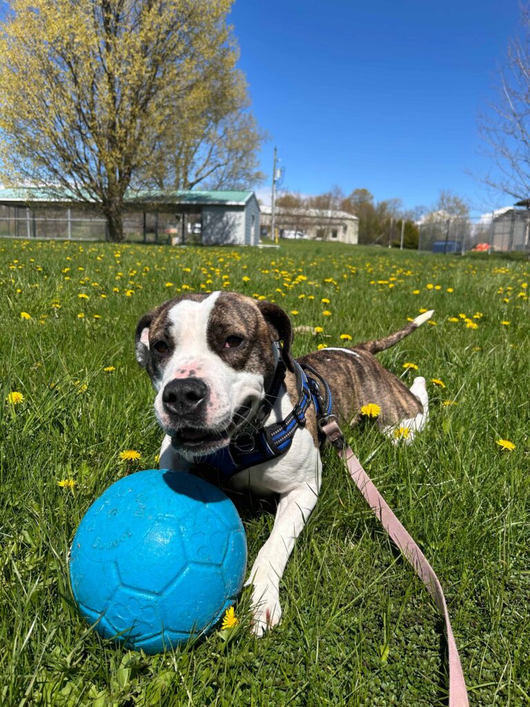 Find your new best friend during the Ontario SPCA’s Spring Adoption ...