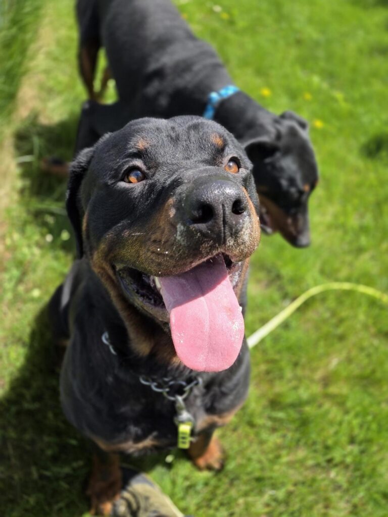 Find your new best friend during the Ontario SPCA’s Spring Adoption ...