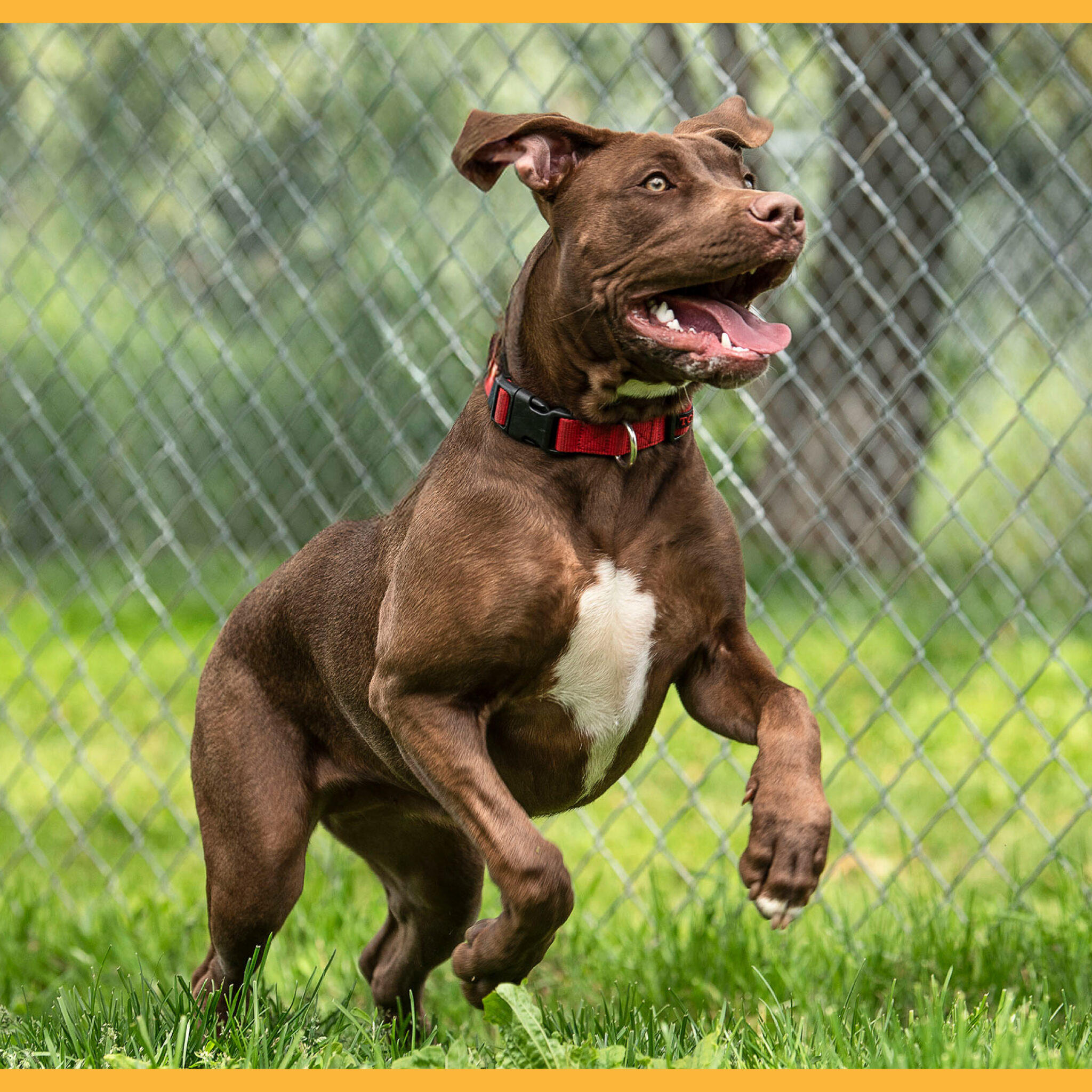 York Region Animal Centre - Ontario SPCA