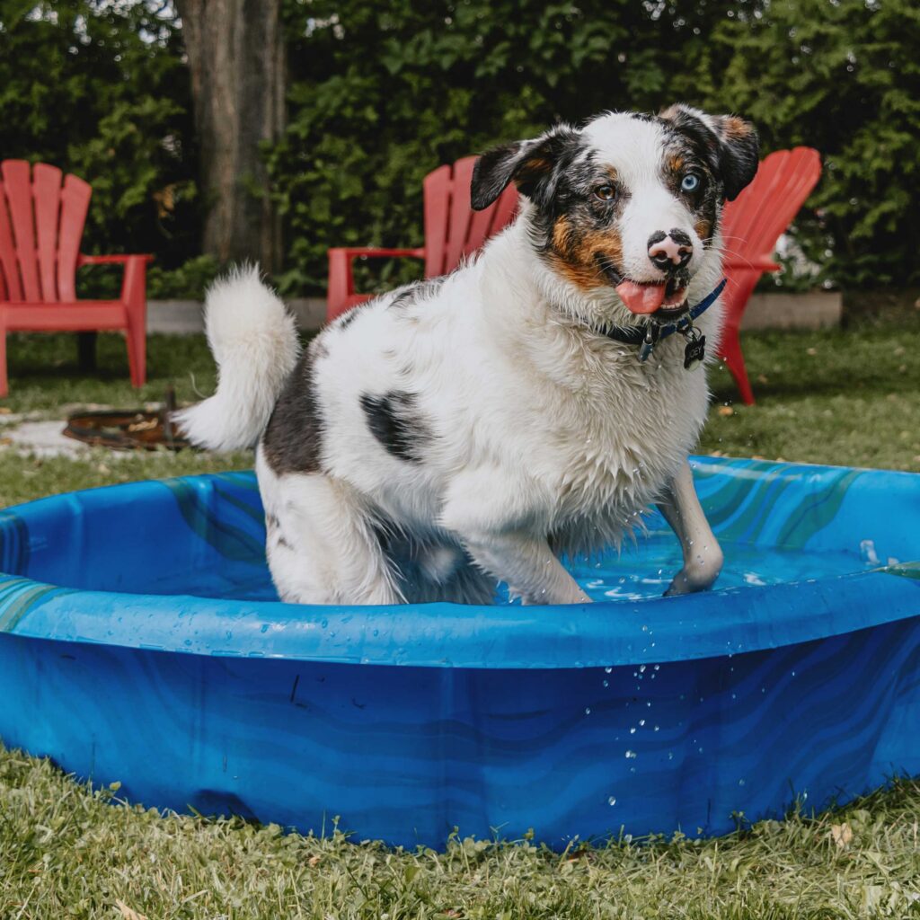 Northwest Animal Centre - Ontario SPCA